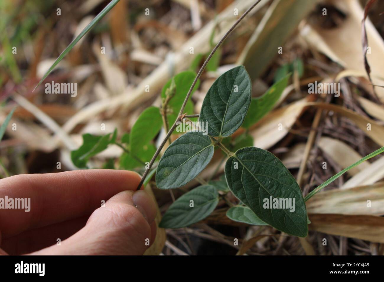 Sentro (Centrosema pubescens) Plantae Stock Photo - Alamy