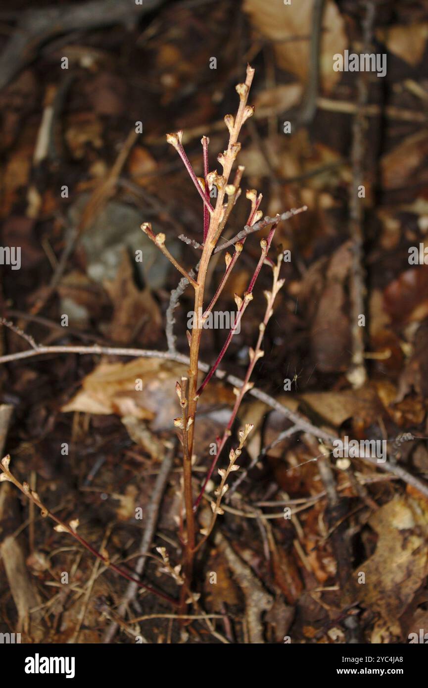 Beechdrops (Epifagus virginiana) Plantae Stock Photo - Alamy