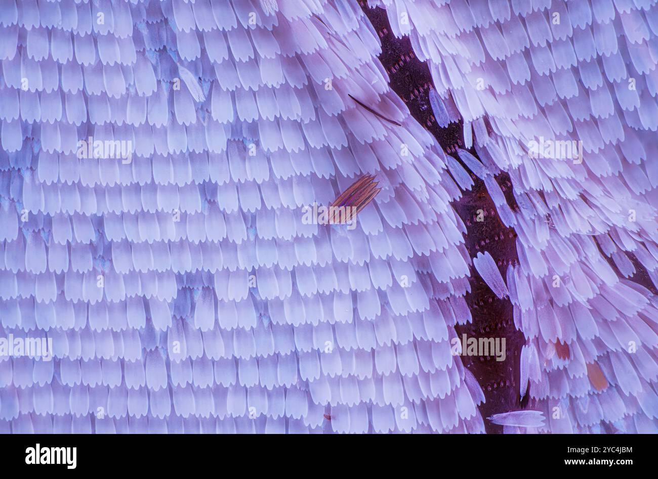 butterfly wing scales Stock Photo - Alamy