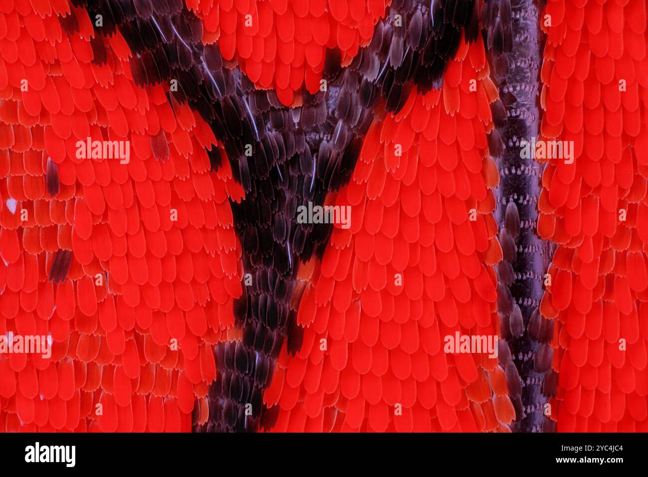butterfly wing scales Stock Photo - Alamy