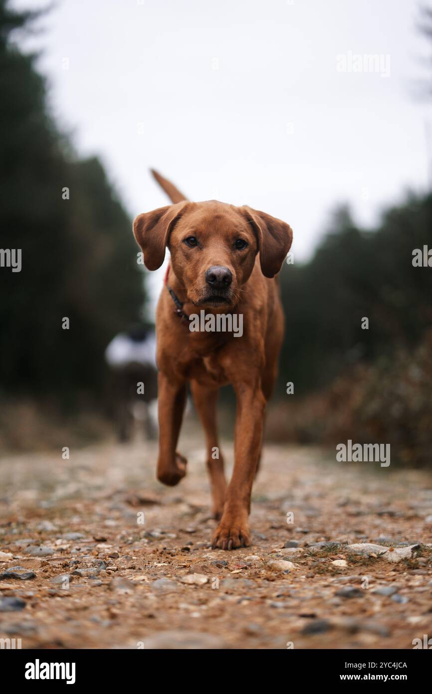 Brown dog, cute pet in a woodland forest setting Stock Photo - Alamy