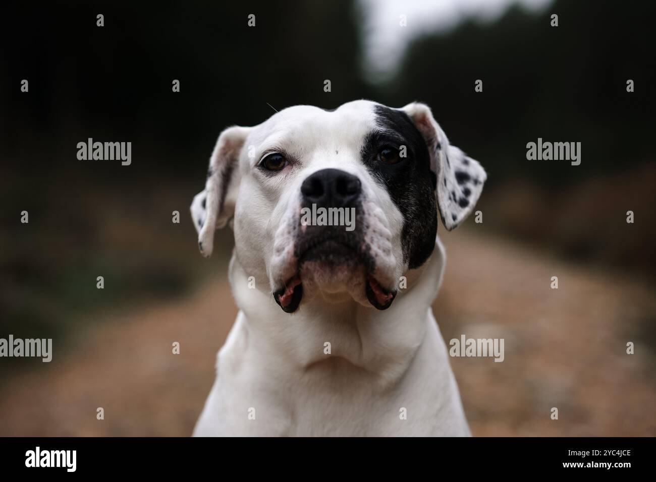 Staffordshire Terrier, white dog with a black eye patch marking Stock ...