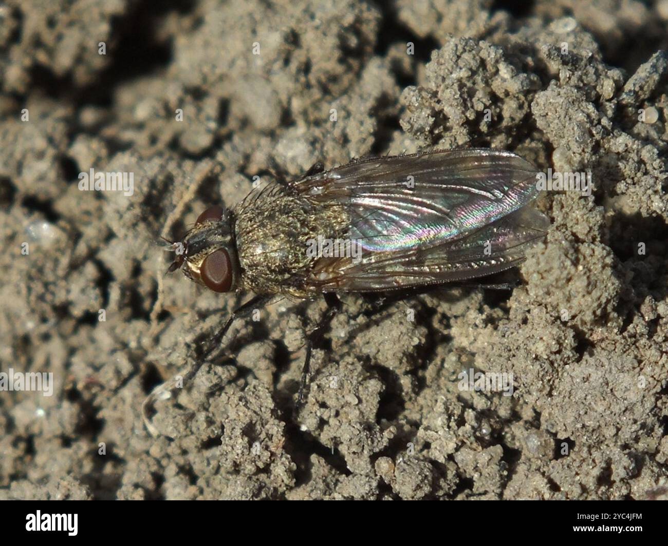 Cluster Flies (Pollenia) Insecta Stock Photo - Alamy