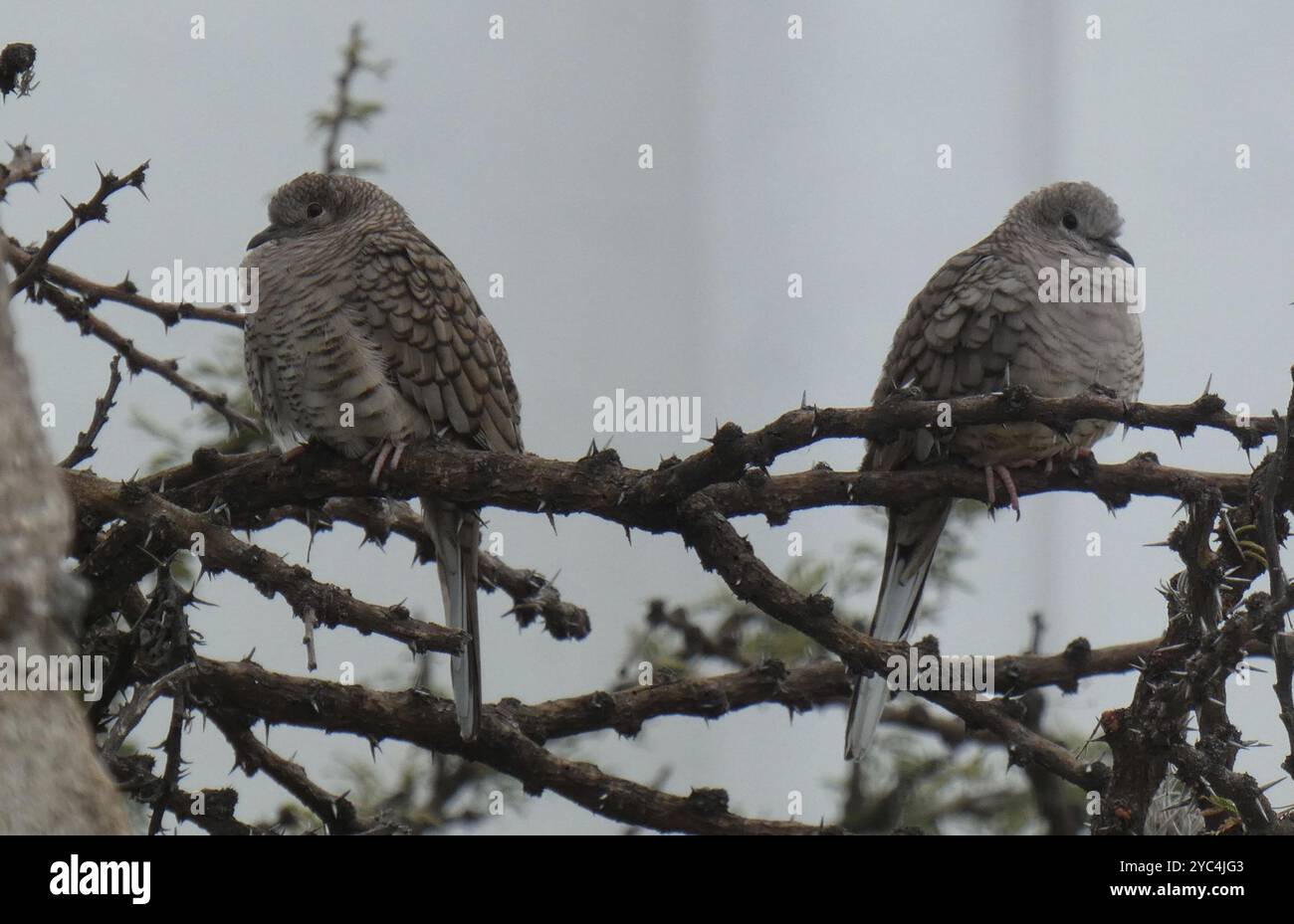 Inca Dove (Columbina inca) Aves Stock Photo - Alamy