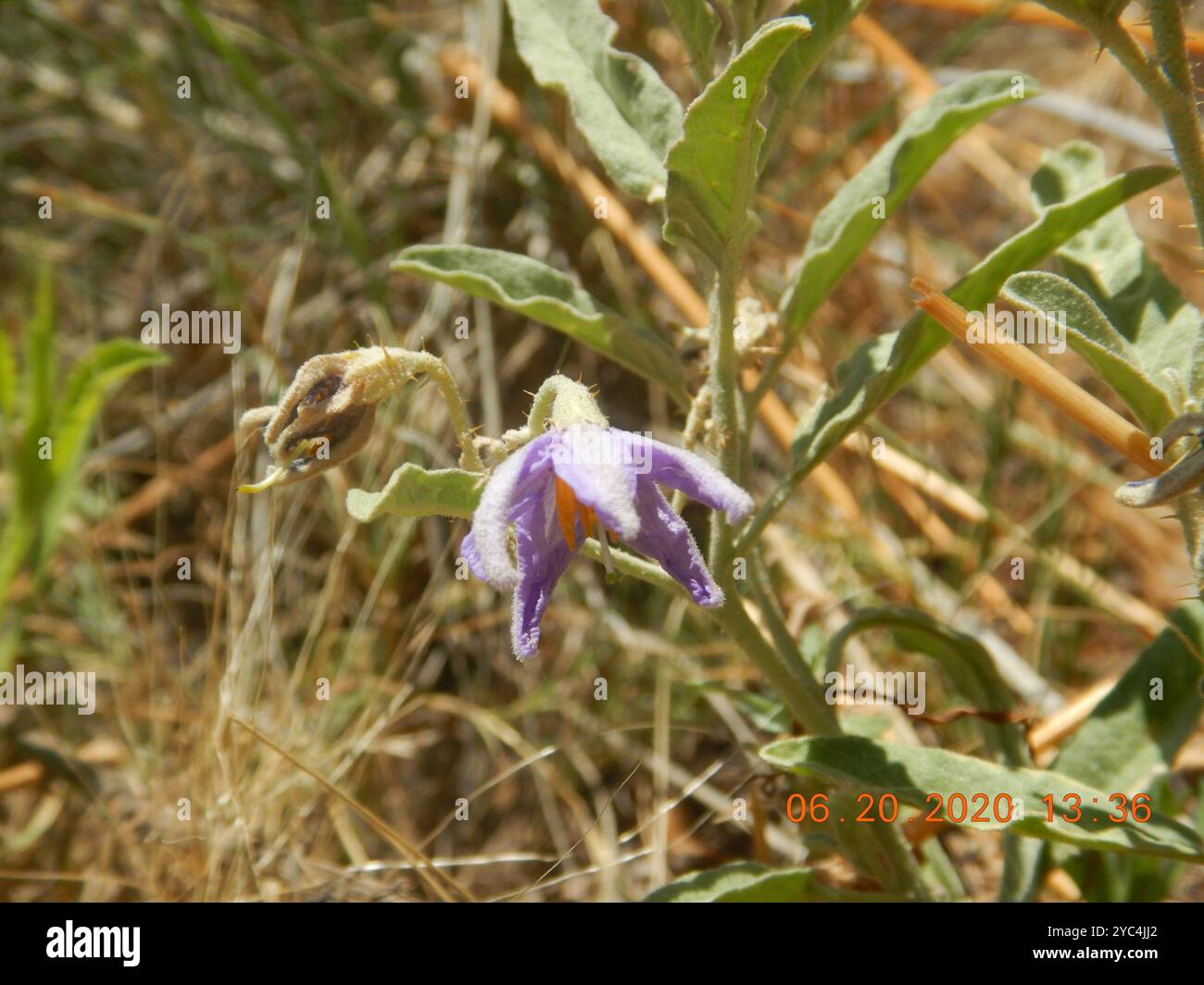 silverleaf nightshade (Solanum elaeagnifolium) Plantae Stock Photo - Alamy