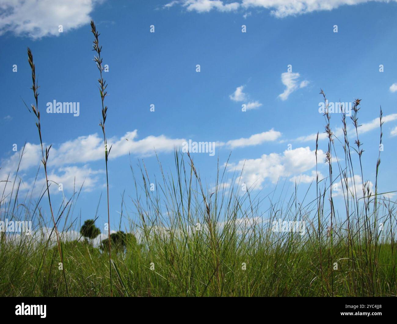 Broad-leaved Turpentine Grass (Cymbopogon caesius) Plantae Stock Photo ...