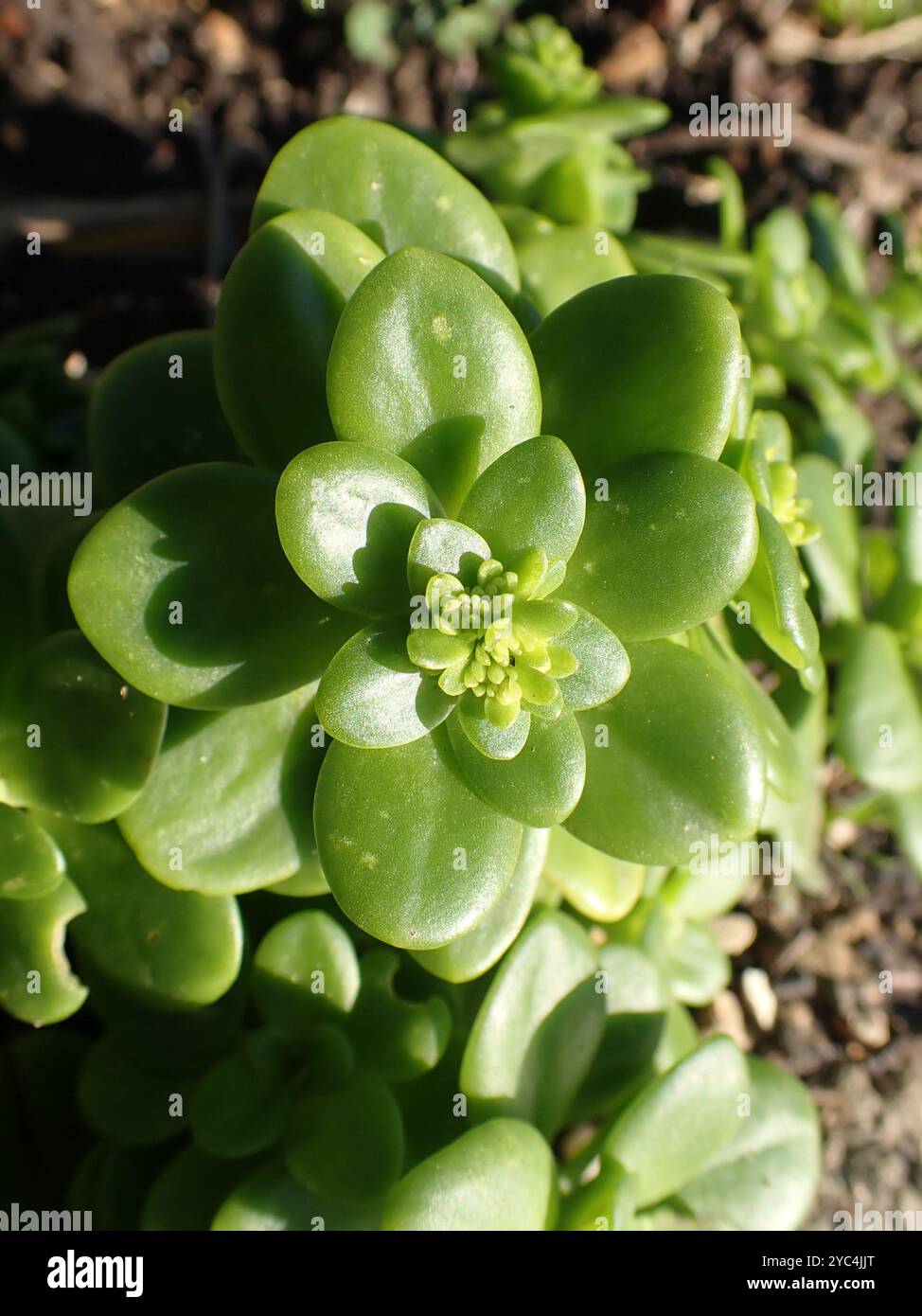 Lesser Mexican-stonecrop (Sedum confusum) Plantae Stock Photo - Alamy