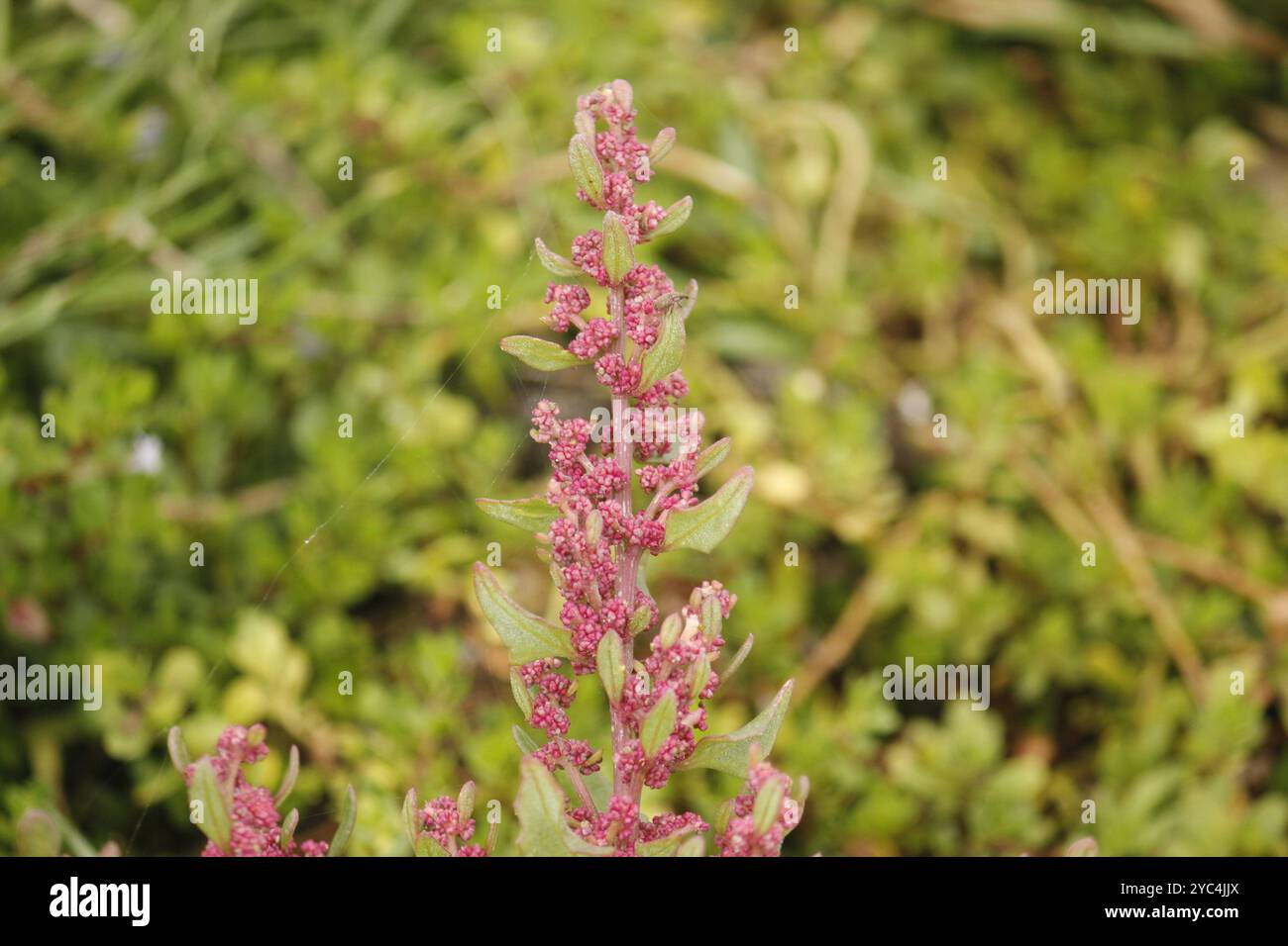 saltbush subfamily (Chenopodioideae) Plantae Stock Photo - Alamy