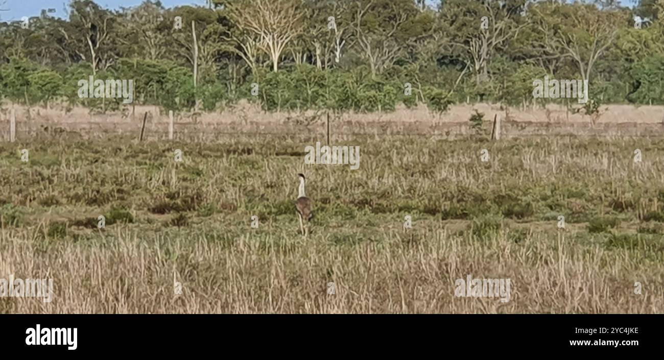 Australian Bustard (Ardeotis australis) Aves Stock Photo - Alamy