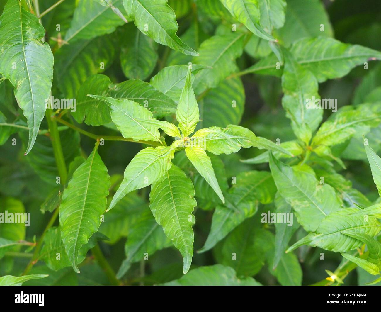 Seedbox (Ludwigia hyssopifolia) Plantae Stock Photo - Alamy