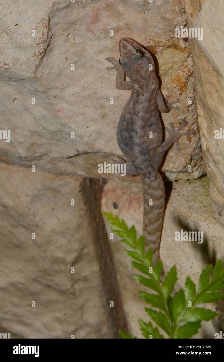 Marbled Leaf-toed Gecko (Afrogecko porphyreus) Reptilia Stock Photo - Alamy