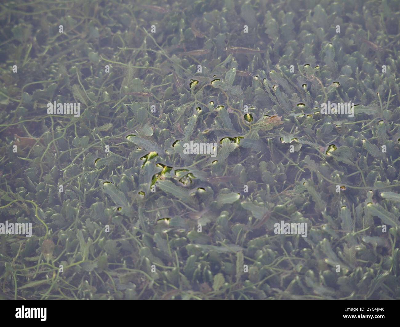 Green Feather Alga (Caulerpa sertularioides) Plantae Stock Photo - Alamy