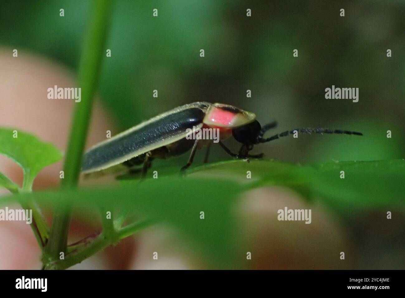Common Eastern Firefly (Photinus pyralis) Insecta Stock Photo - Alamy