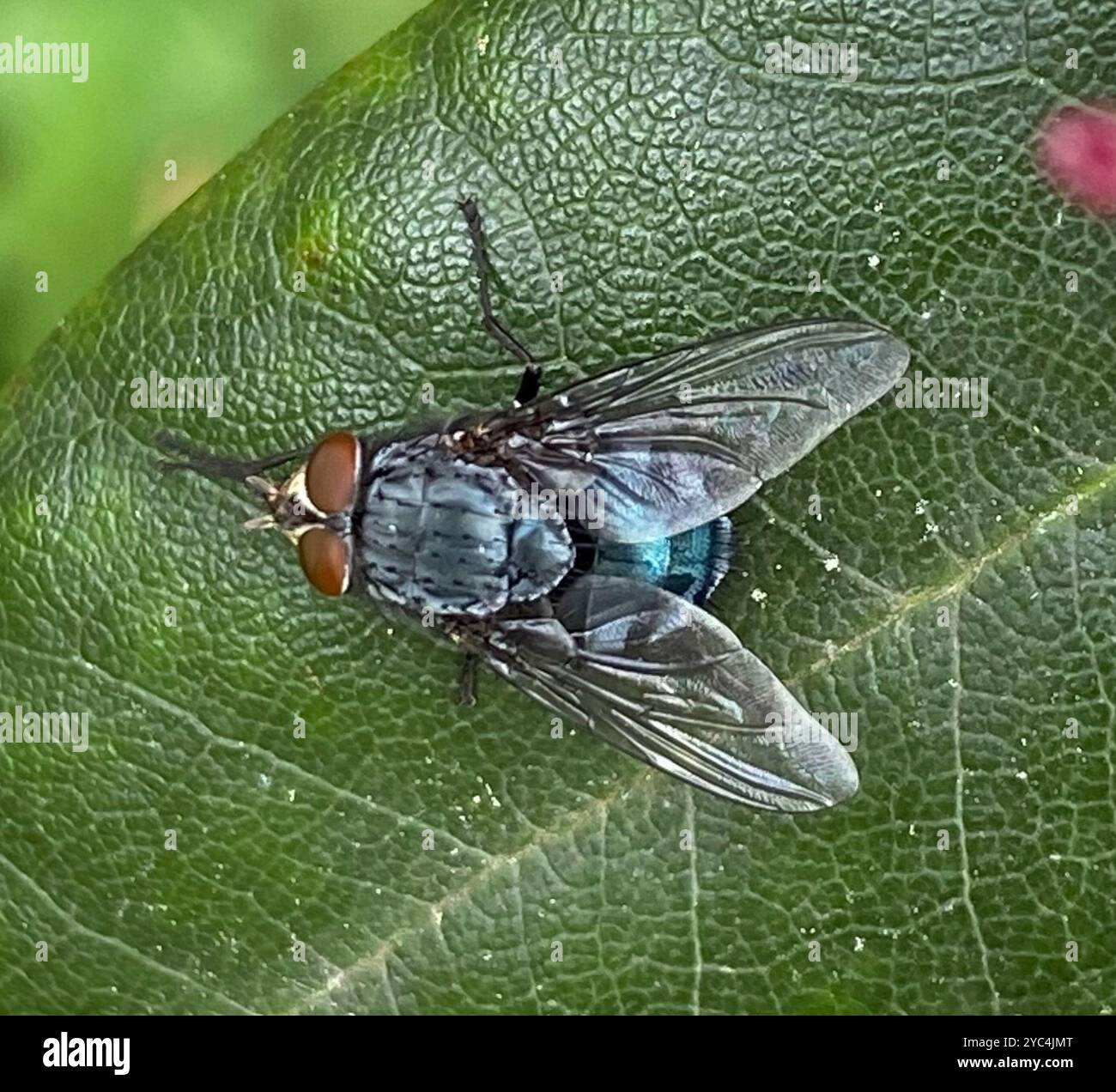 Blue Blowfly (Calliphora vicina) Insecta Stock Photo - Alamy