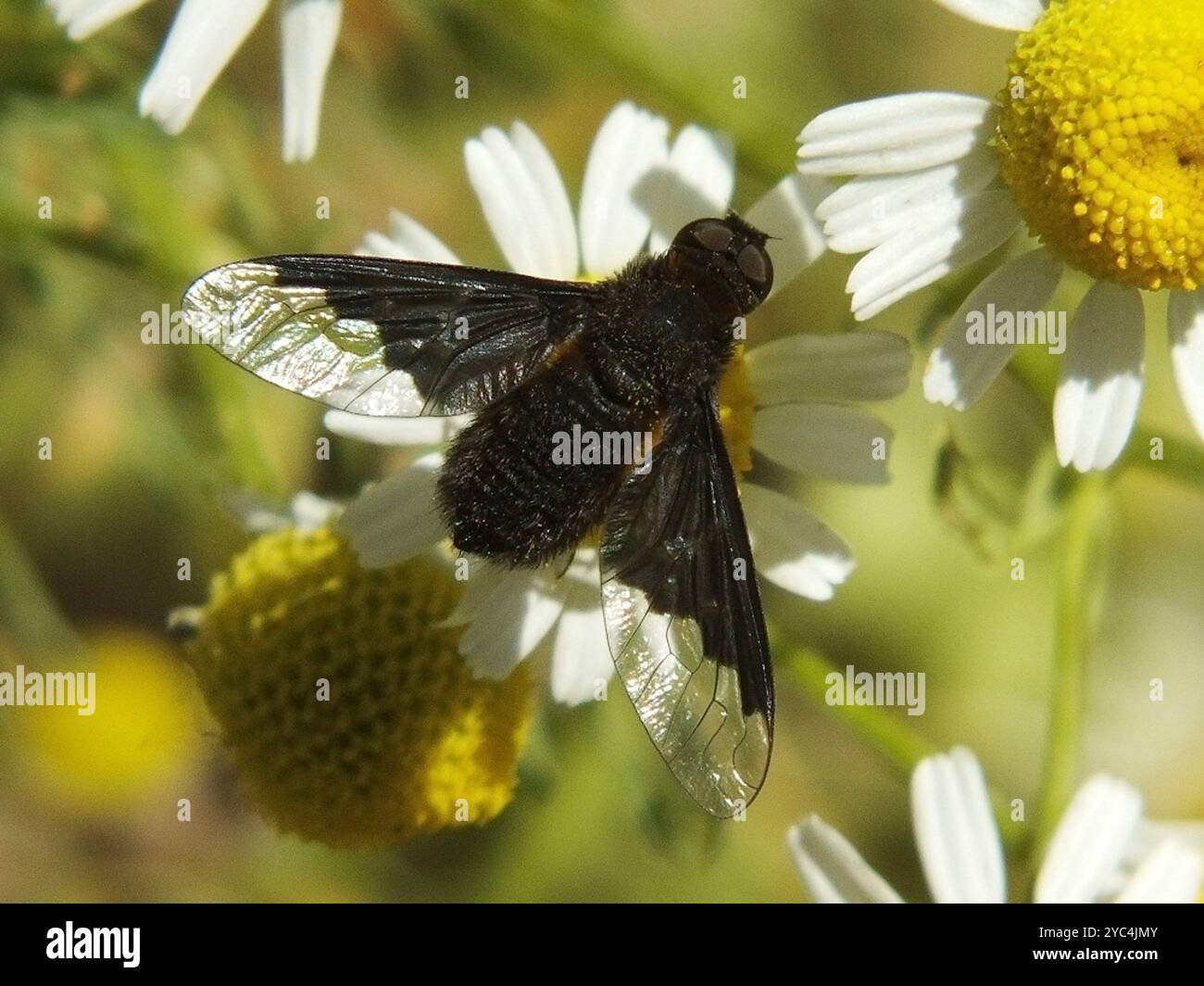 Black Banded Bee Fly (Hemipenthes morio) Insecta Stock Photo - Alamy