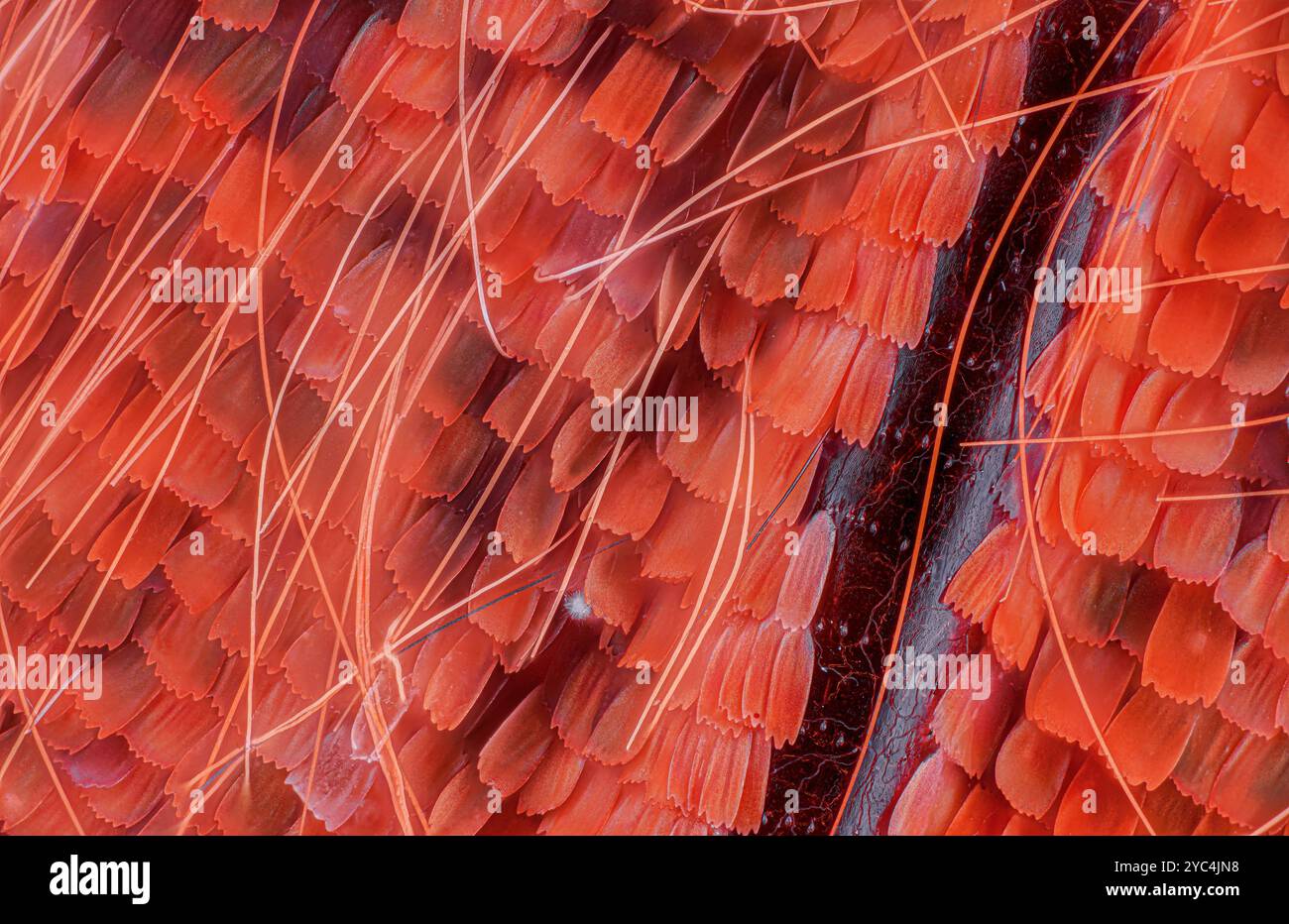 butterfly wing scales Stock Photo - Alamy