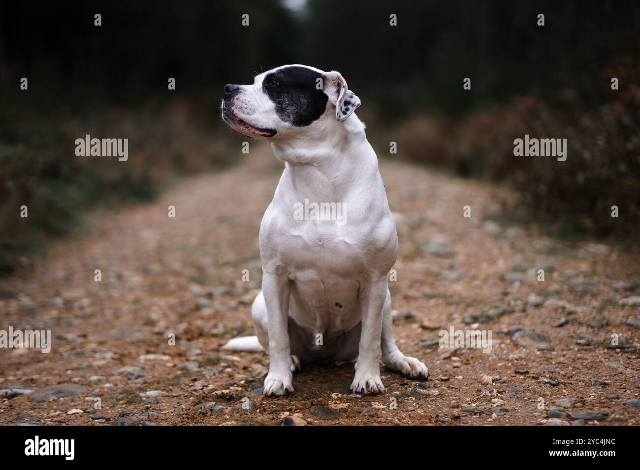 Staffordshire Terrier, white dog with a black eye patch marking Stock ...