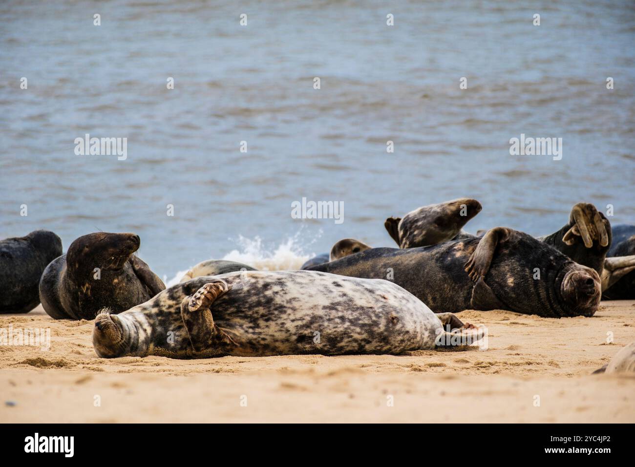 A colony of Atlantic Grey Seals resting on the beach at Horsey Gap ...