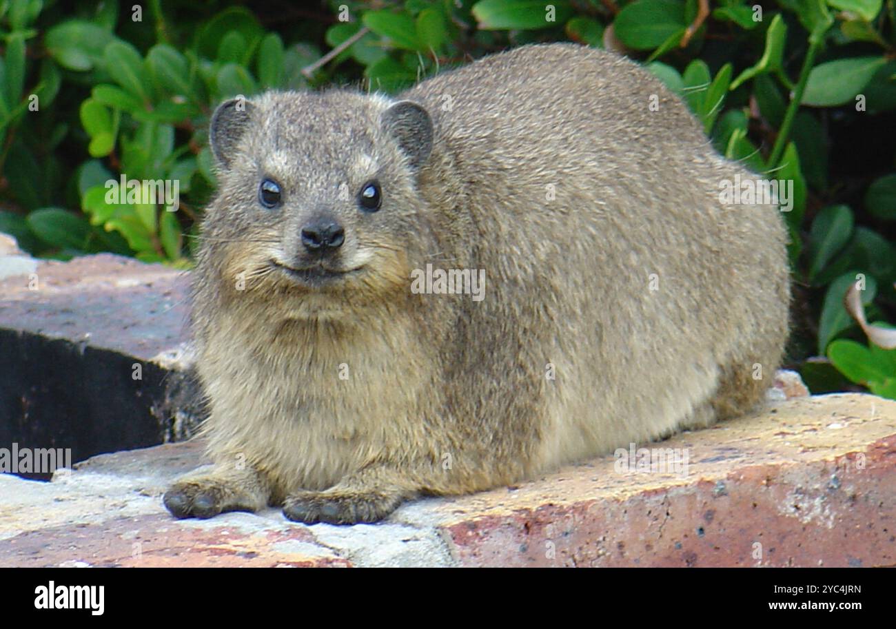 Cape Rock Hyrax (Procavia capensis capensis) Mammalia Stock Photo - Alamy