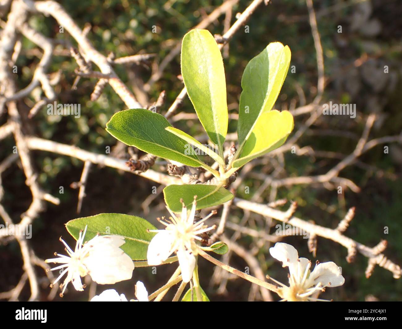 Almond-leaved pear (Pyrus spinosa) Plantae Stock Photo - Alamy