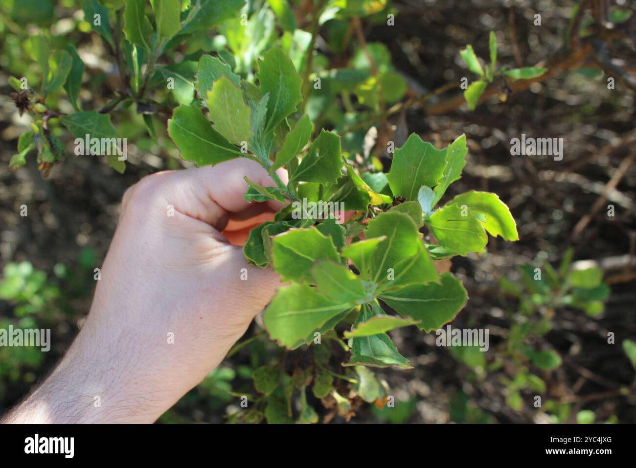 Bietou (Osteospermum moniliferum) Plantae Stock Photo - Alamy