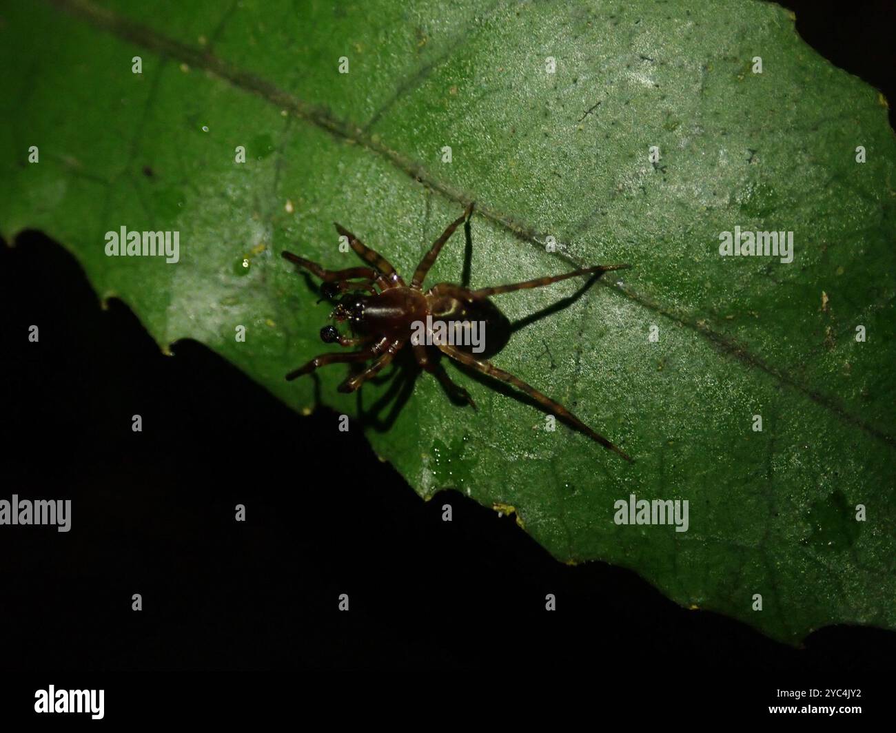 Stealthy Ground Spiders (Gnaphosidae) Arachnida Stock Photo - Alamy