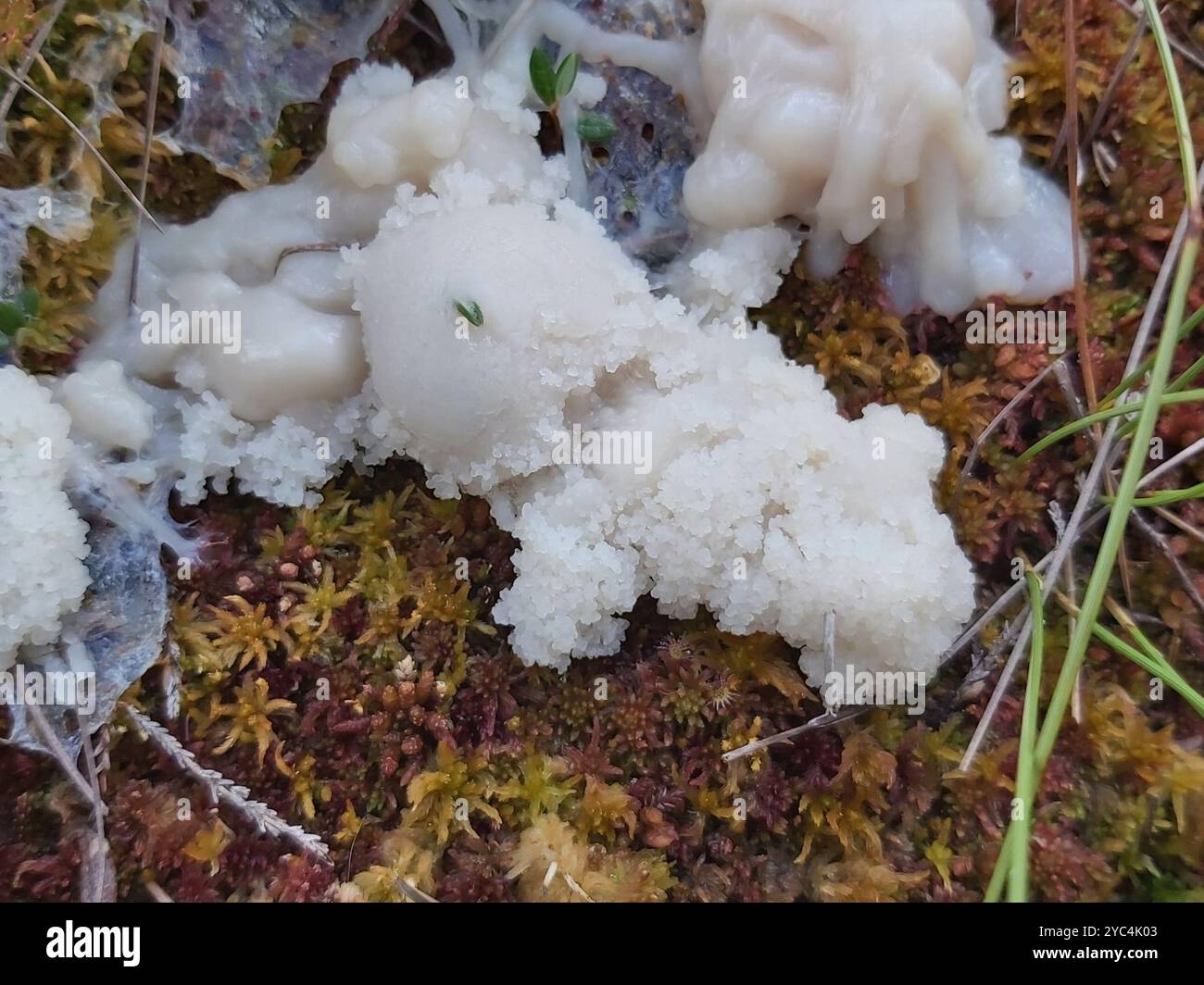 true slime molds (Myxomycetes) Protozoa Stock Photo - Alamy