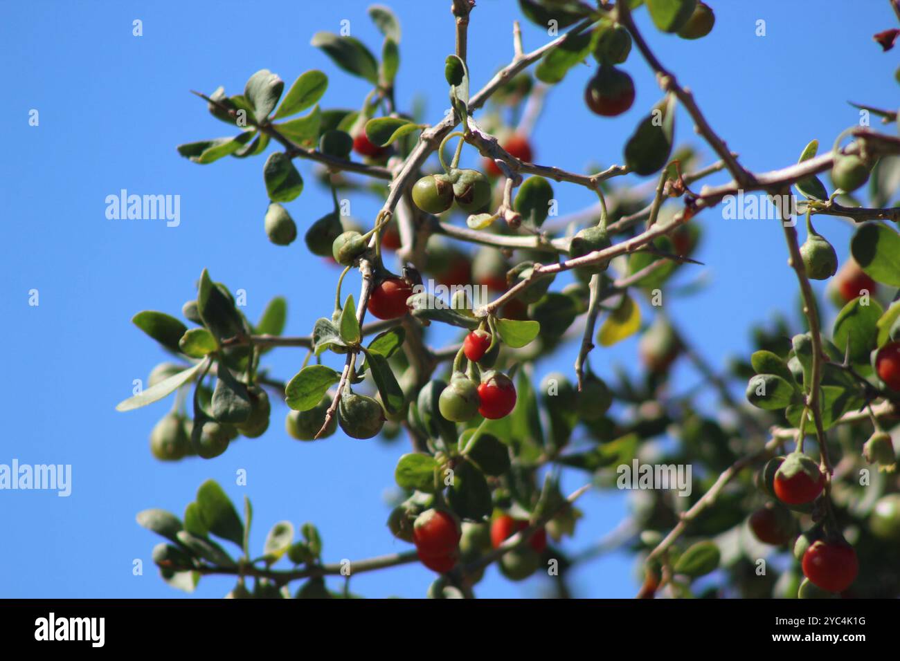 African boxthorn (Lycium ferocissimum) Plantae Stock Photo - Alamy