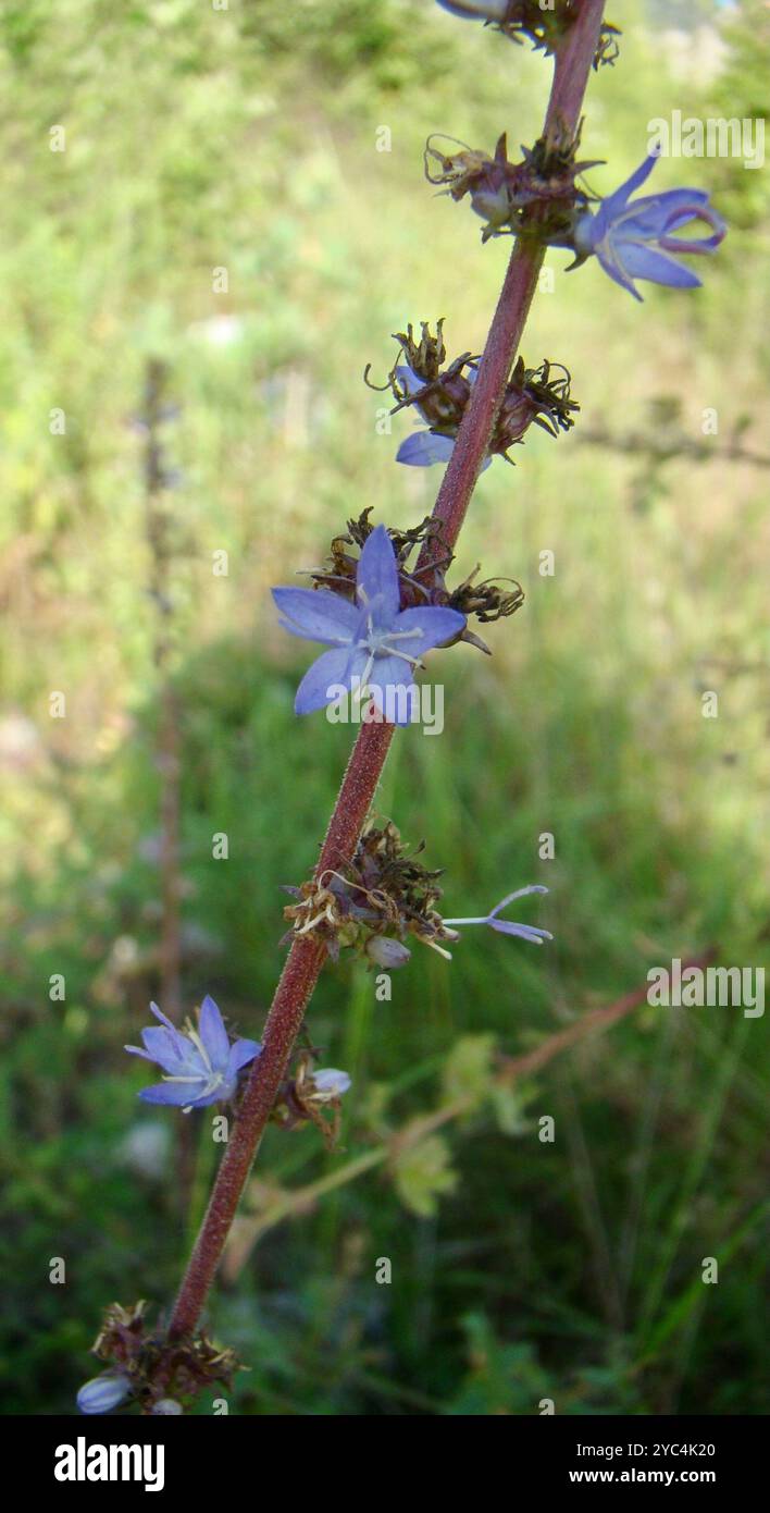 bellflower family (Campanulaceae) Plantae Stock Photo - Alamy