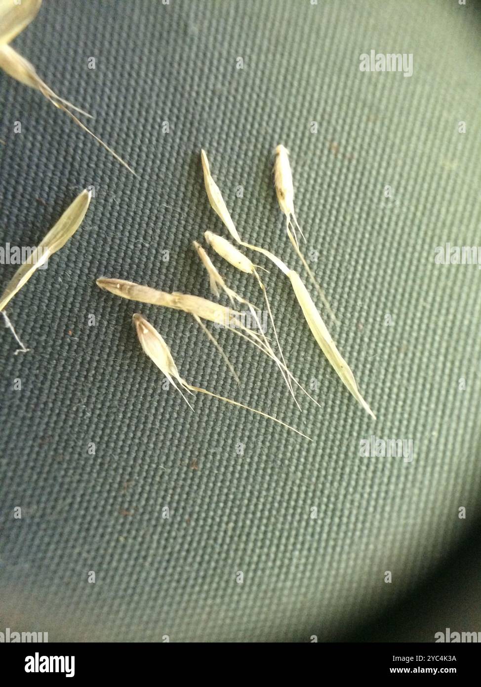 Flattened Oatgrass (Danthonia compressa) Plantae Stock Photo - Alamy