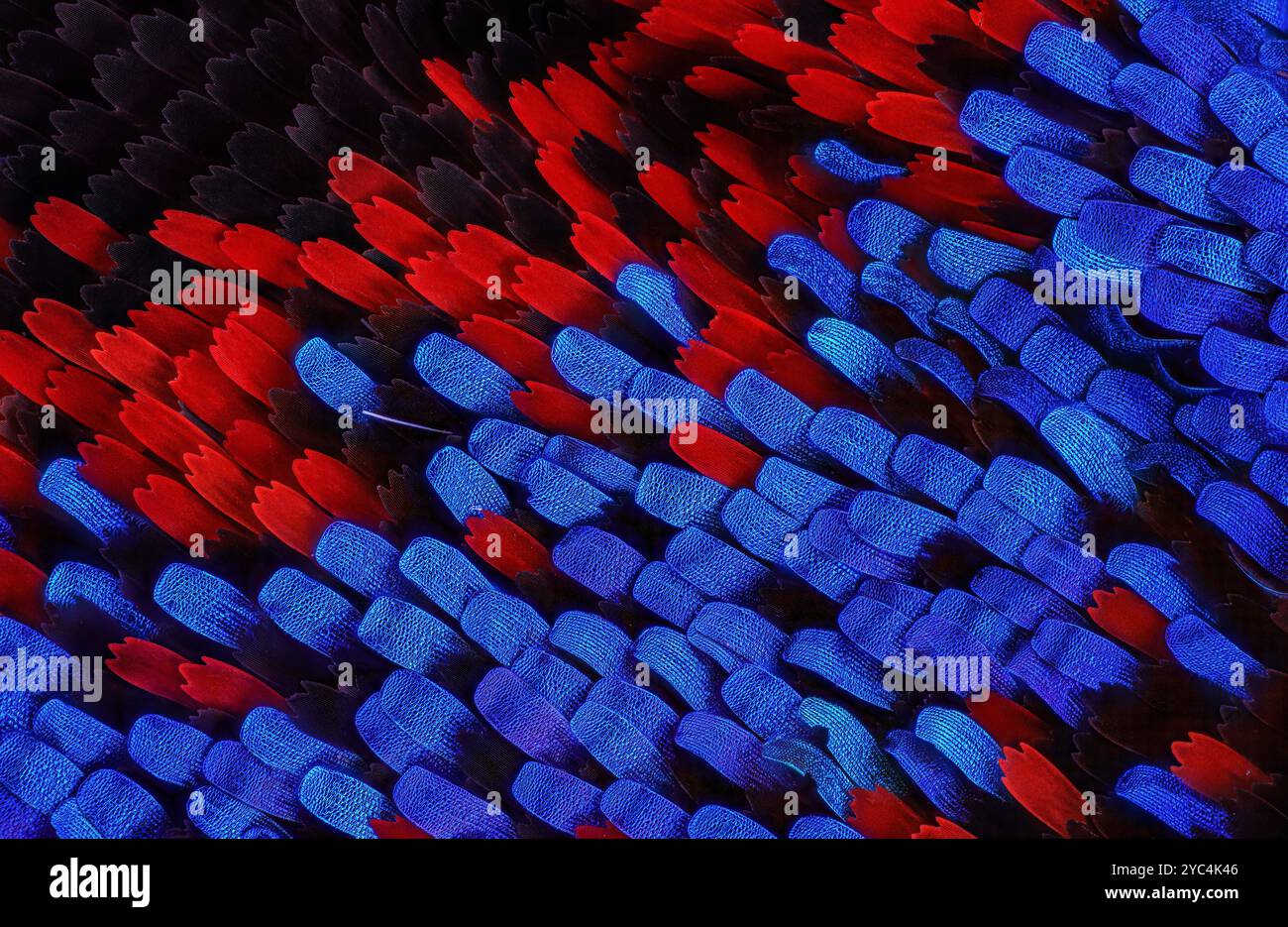 butterfly wing scales Stock Photo - Alamy