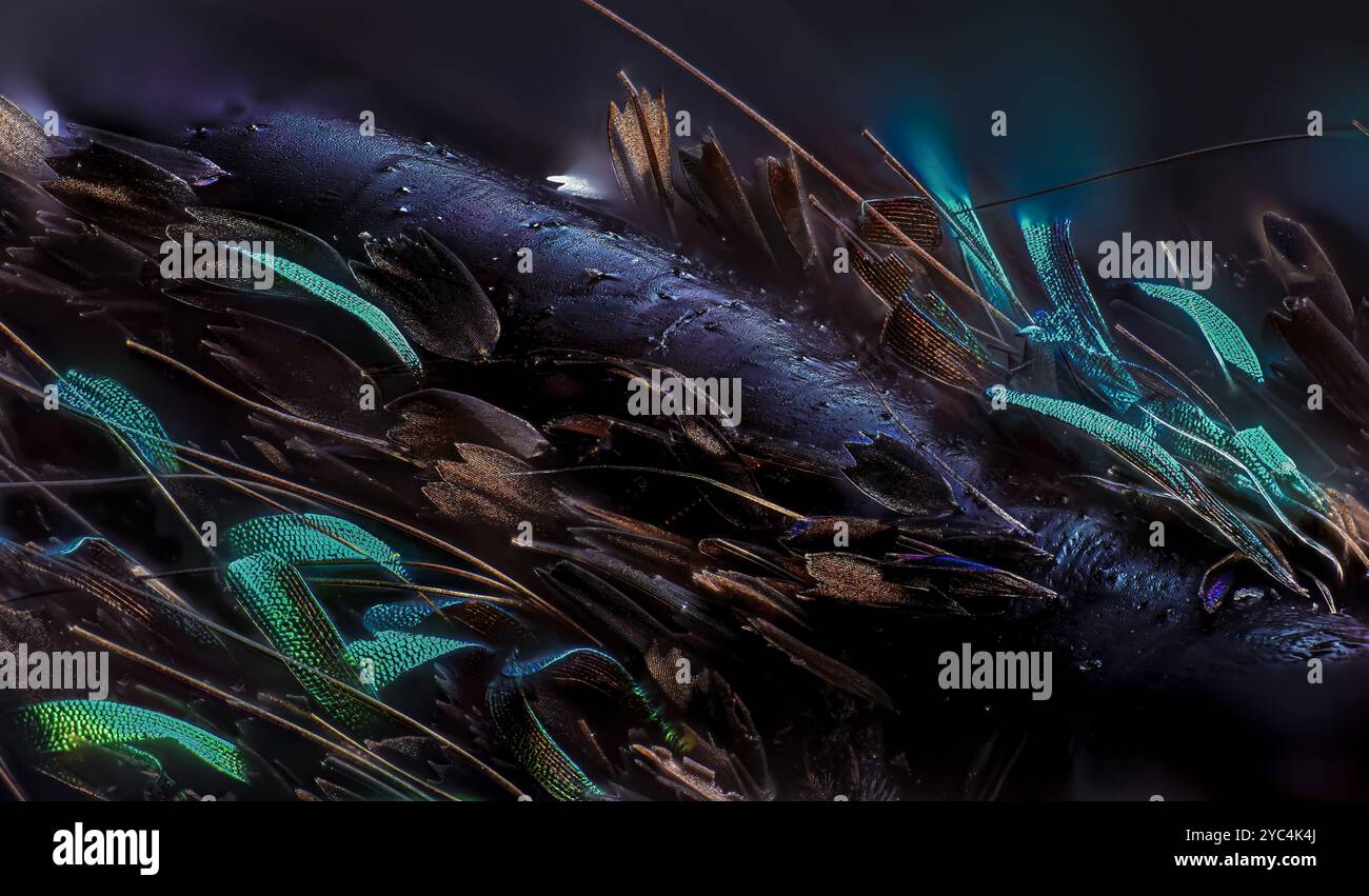 butterfly wing scales Stock Photo - Alamy