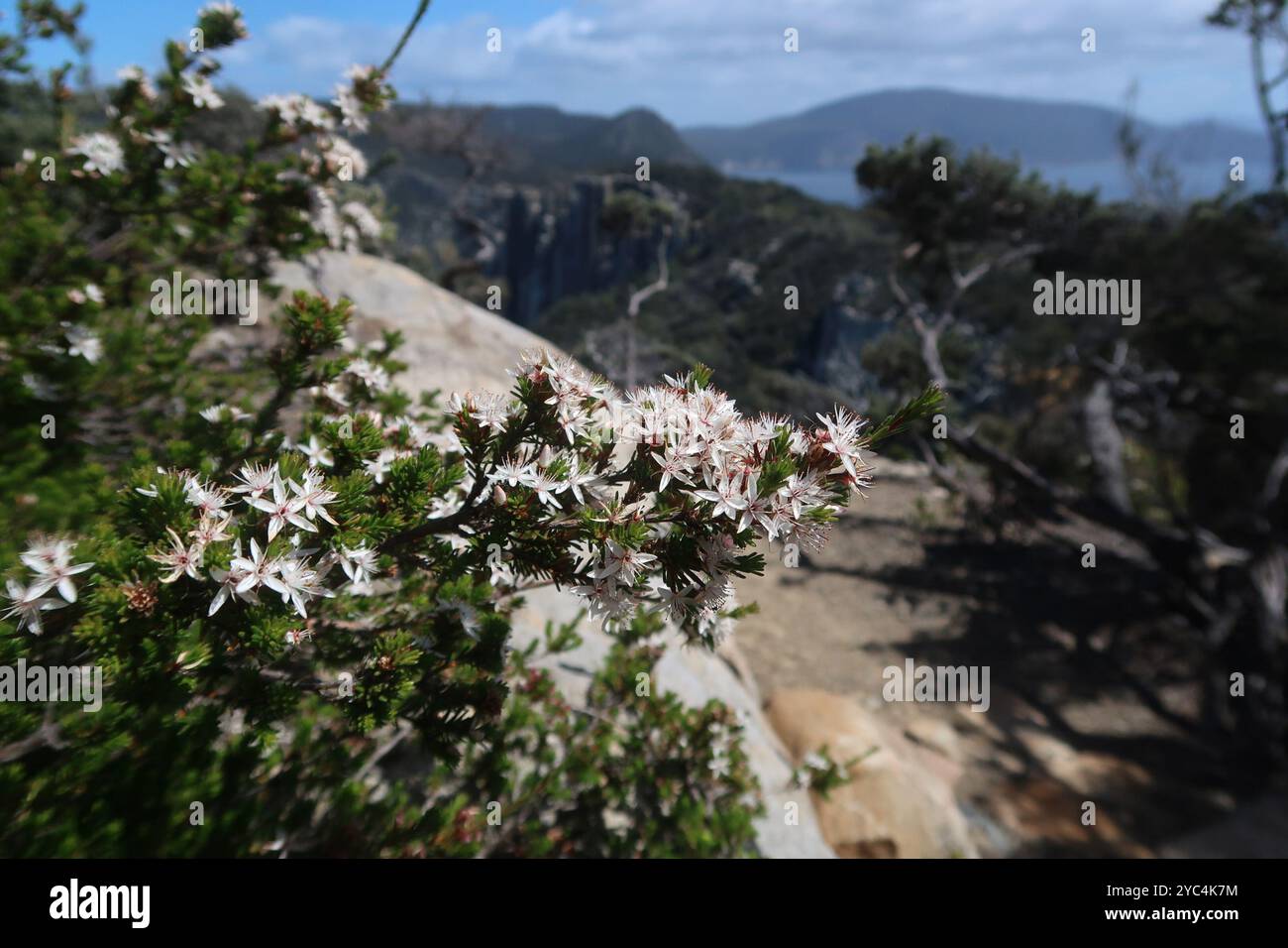 Fringe Myrtle (Calytrix tetragona) Plantae Stock Photo - Alamy