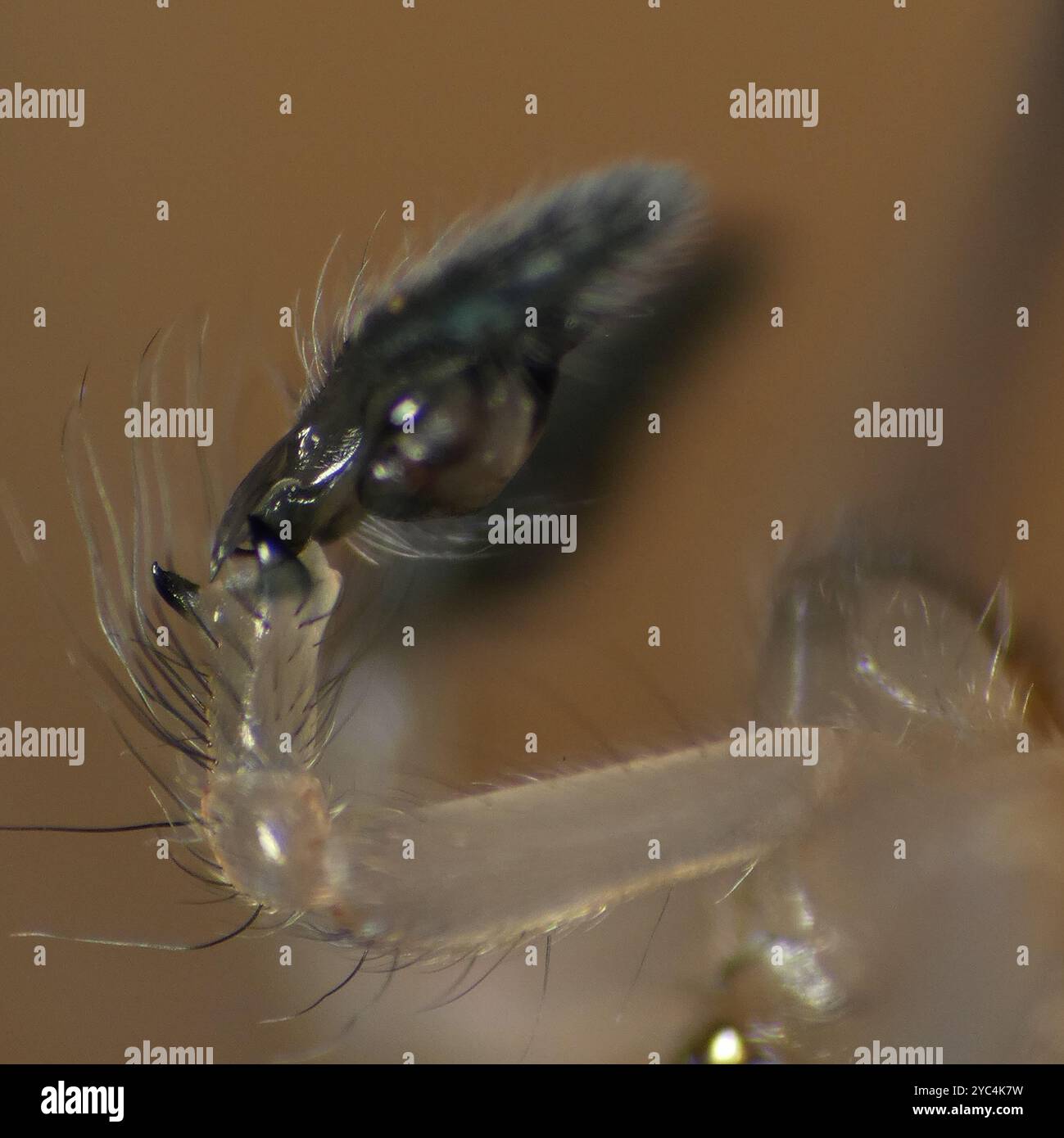 (Cheiracanthium molle) Arachnida Stock Photo - Alamy