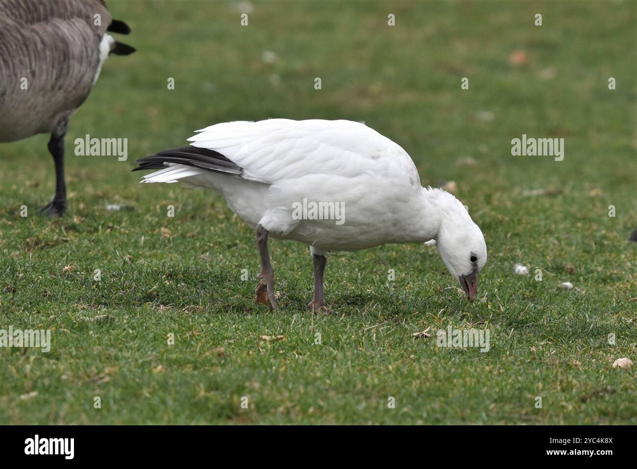 Ross's Goose (Anser rossii) Aves Stock Photo - Alamy