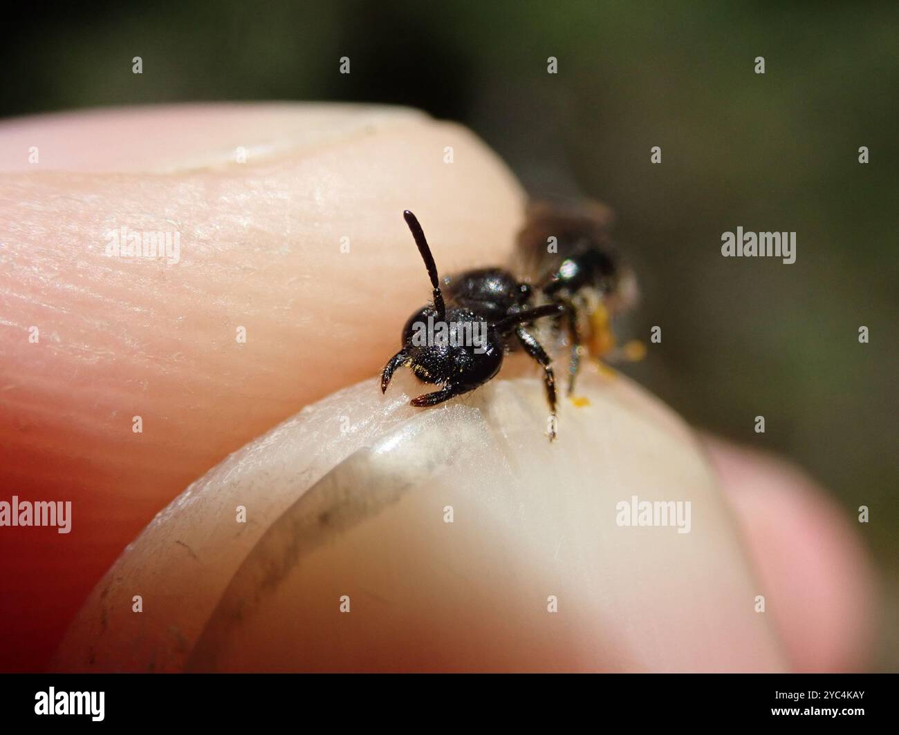 Mining Bees (Andrena) Insecta Stock Photo - Alamy