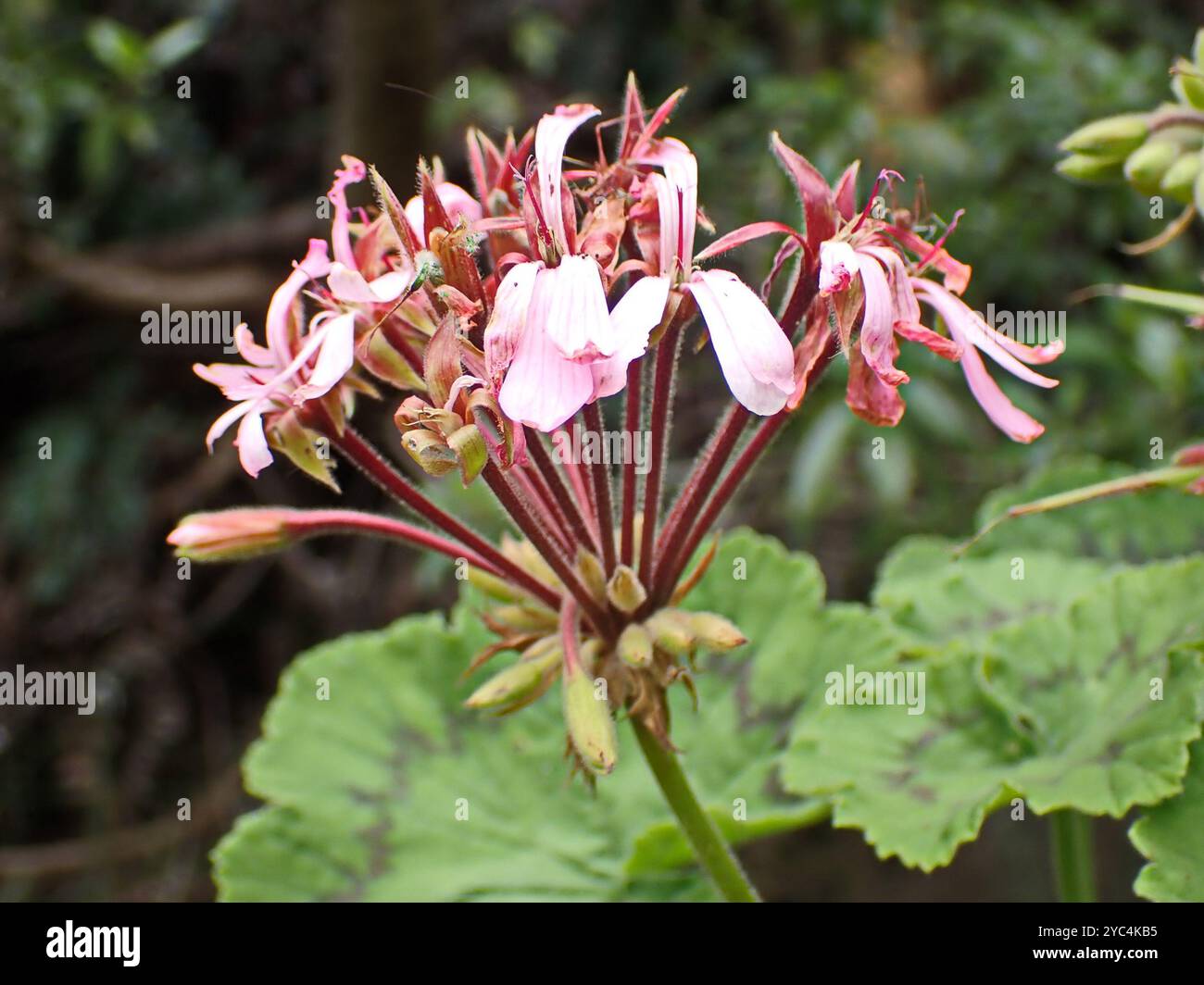 horseshoe geranium (Pelargonium zonale) Plantae Stock Photo - Alamy