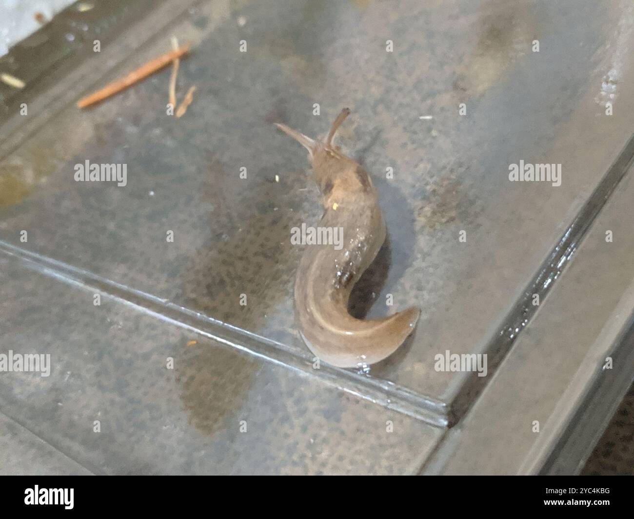 Tree slug (Lehmannia marginata) Mollusca Stock Photo - Alamy