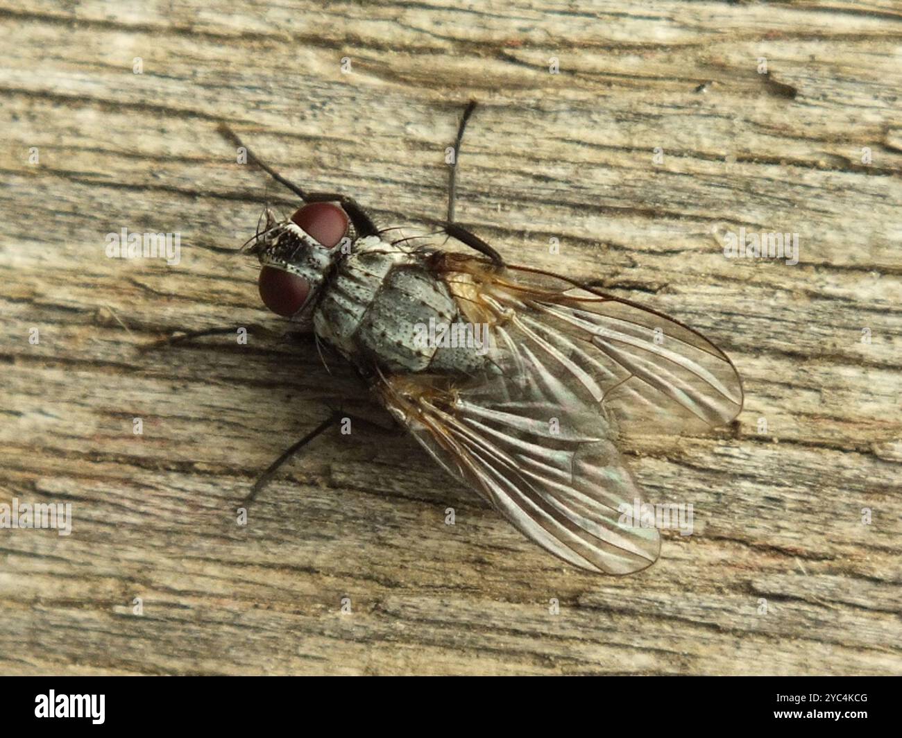 House Flies and Allies (Muscidae) Insecta Stock Photo - Alamy