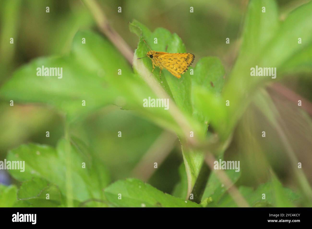 Common Bush Hopper (Ampittia dioscorides) Insecta Stock Photo - Alamy