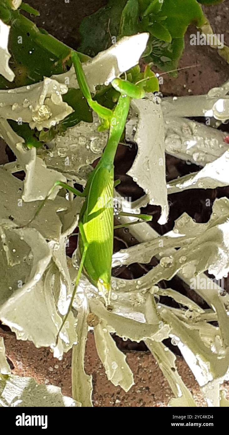 South African Mantis (Miomantis caffra) Insecta Stock Photo - Alamy