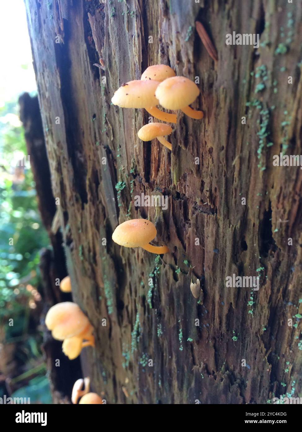 Pinewood Gingertail (Xeromphalina campanella) Fungi Stock Photo - Alamy