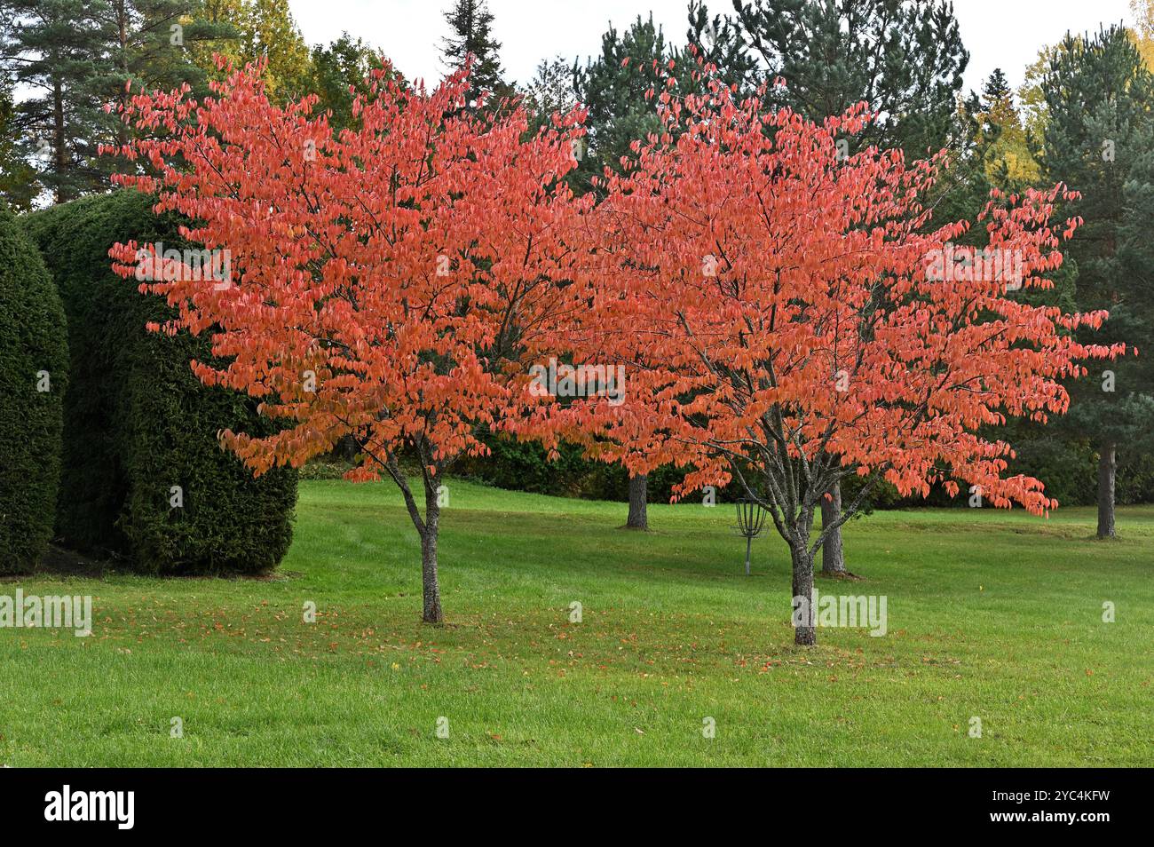 Beautiful autumn scenery showcases hi-res stock photography and images ...