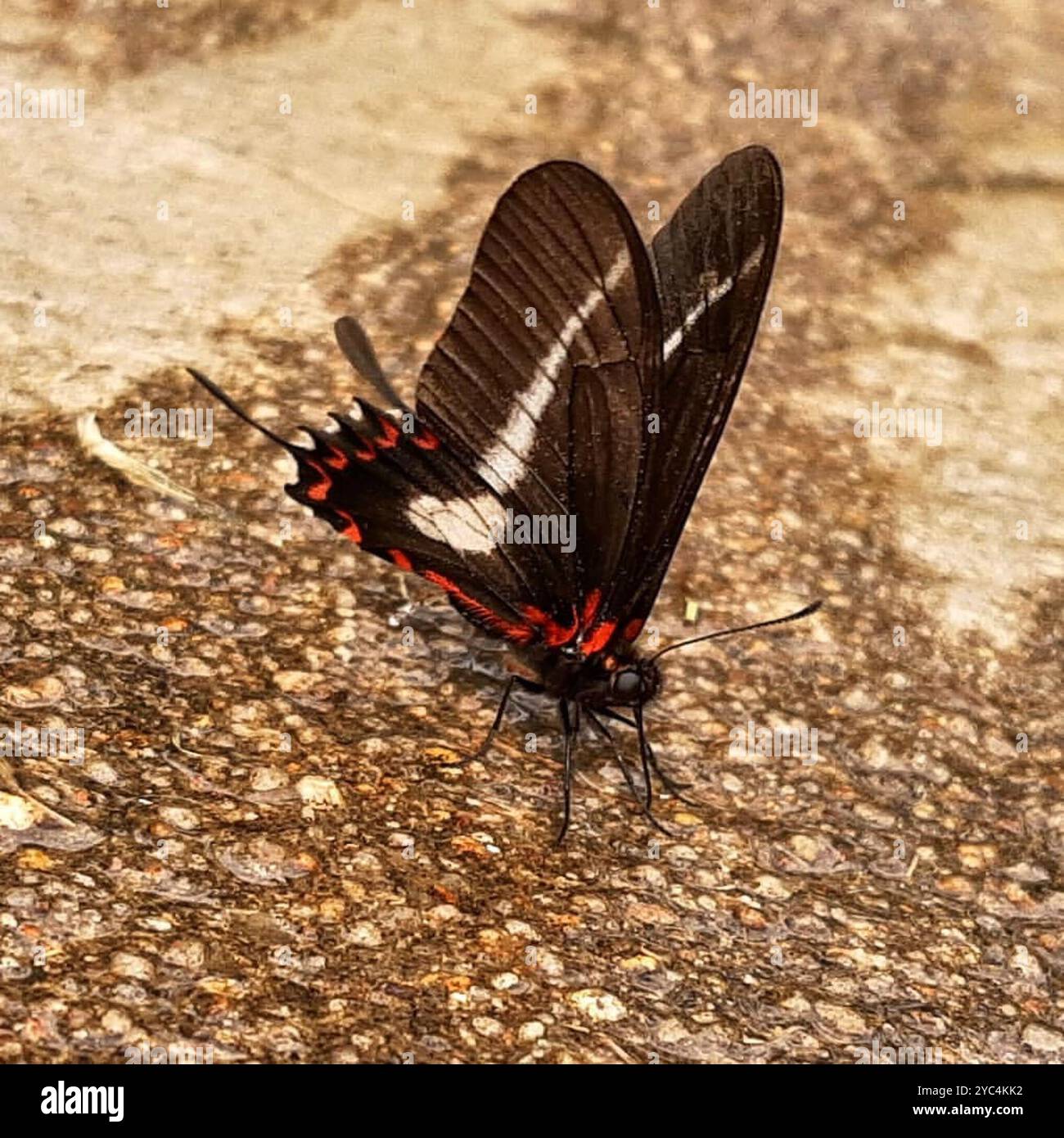 (Mimoides lysithous) Insecta Stock Photo - Alamy