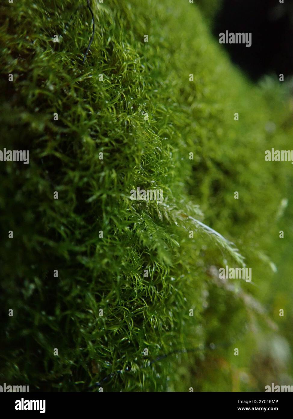 Twisted Moss (Tortella tortuosa) Plantae Stock Photo - Alamy