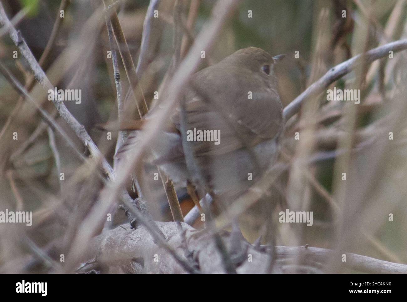 Hermit Thrush (Catharus guttatus) Aves Stock Photo - Alamy