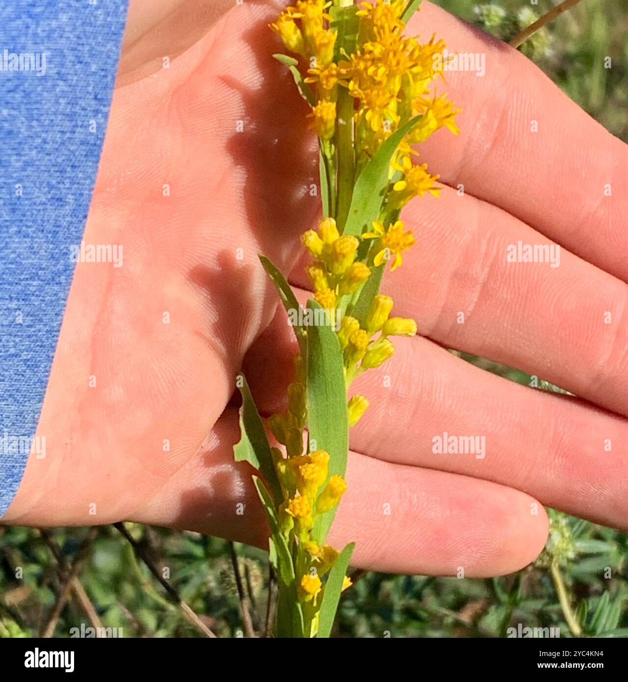 Southern Seaside Goldenrod (Solidago mexicana) Plantae Stock Photo - Alamy