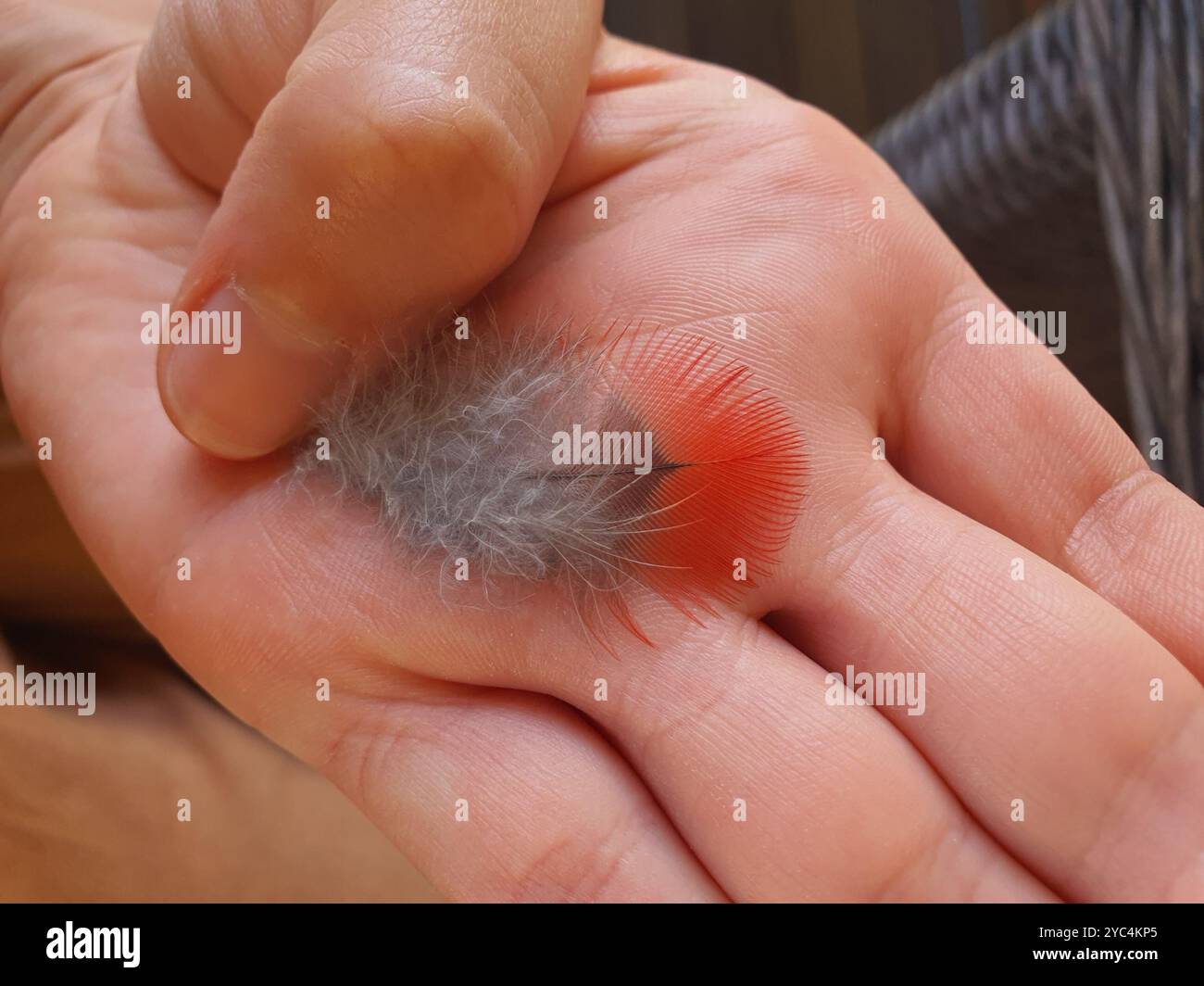 Old World Parrots (Psittaculidae) Aves Stock Photo - Alamy