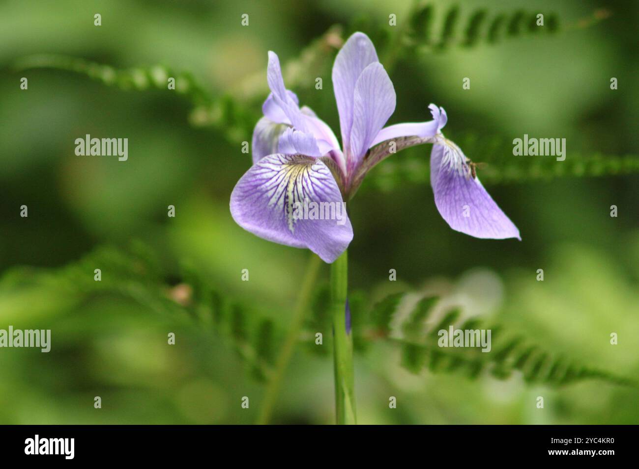 northern blue flag (Iris versicolor) Plantae Stock Photo - Alamy