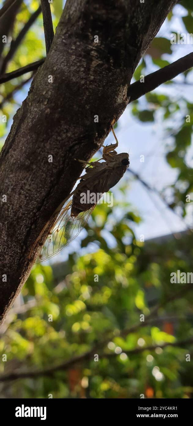 Brown Bunyip (Tamasa tristigma) Insecta Stock Photo - Alamy